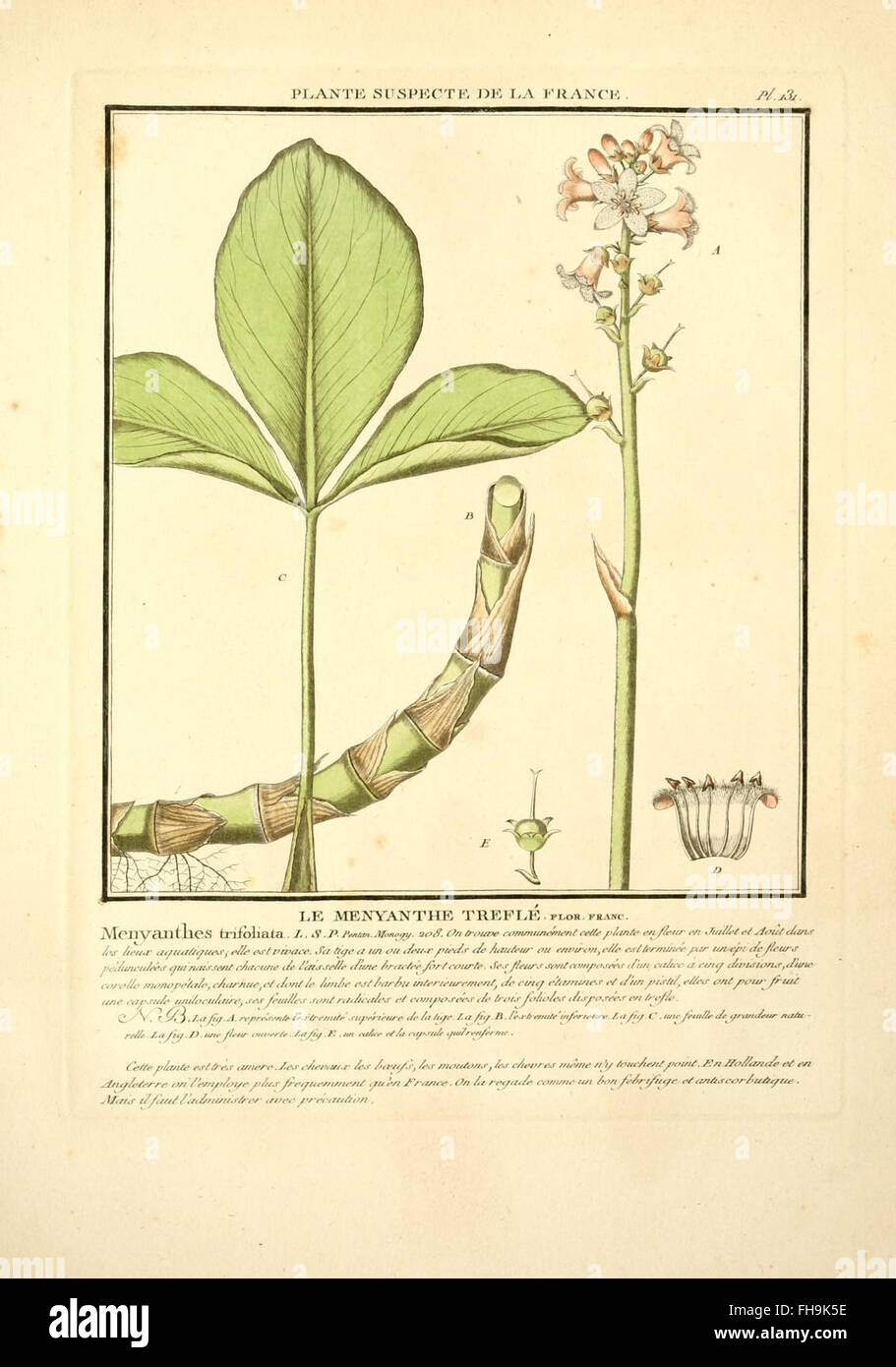 A botanical work detailing the fungi and poisonous plants of France ...