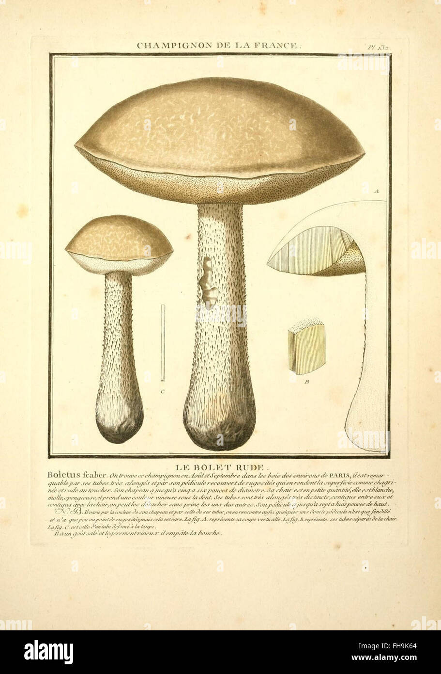 An herbarium of French plants, featuring fungi, medicinal plants, and ...