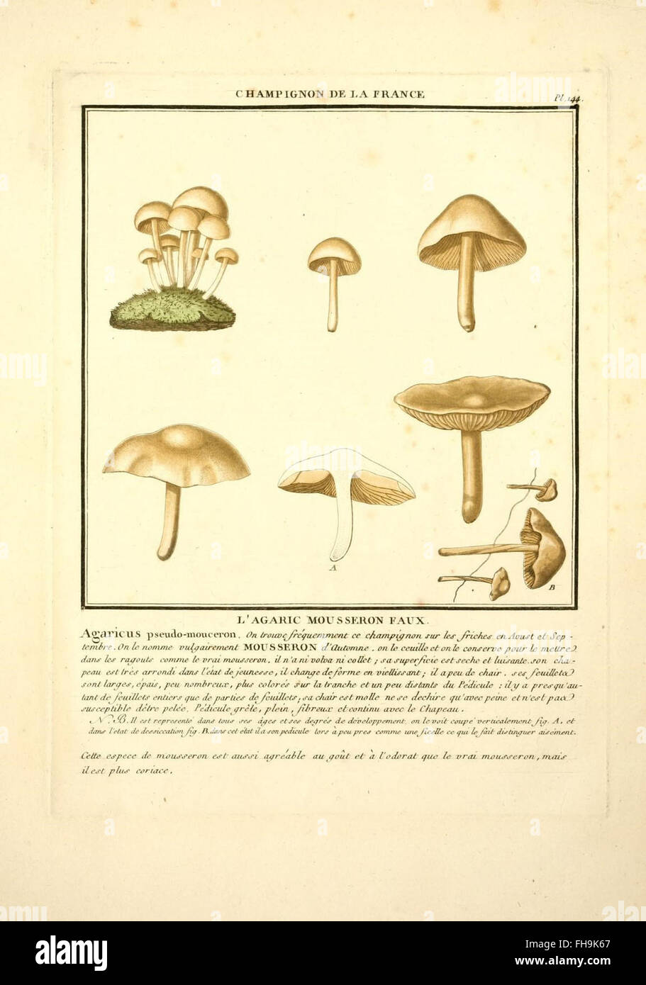 France Fungi Medicinal plants Mertz Library Stock Photo - Alamy