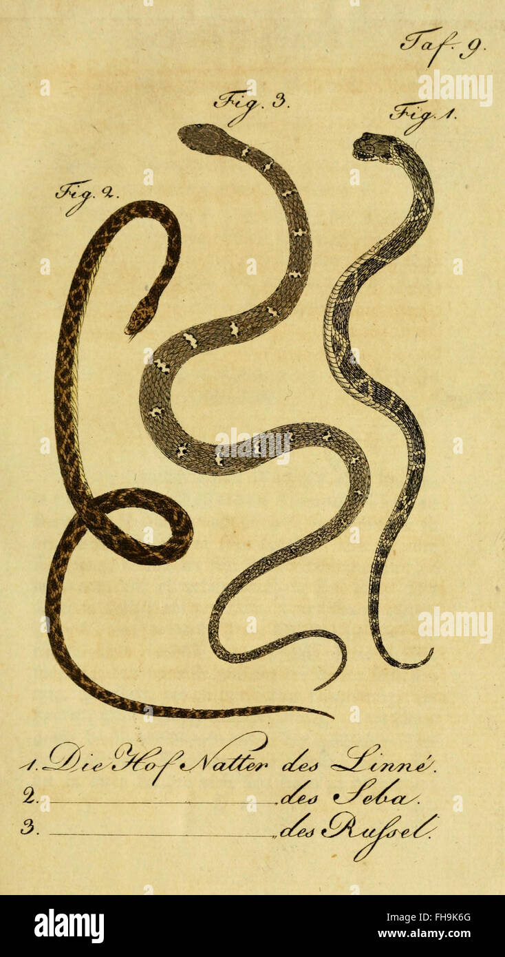 A historical work on the natural history of amphibians, four-legged ...