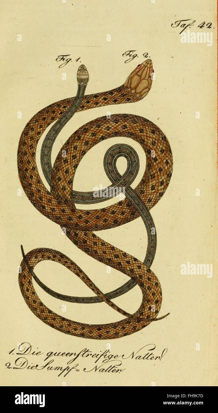 A comprehensive study of amphibians, four-legged animals, and snakes by ...