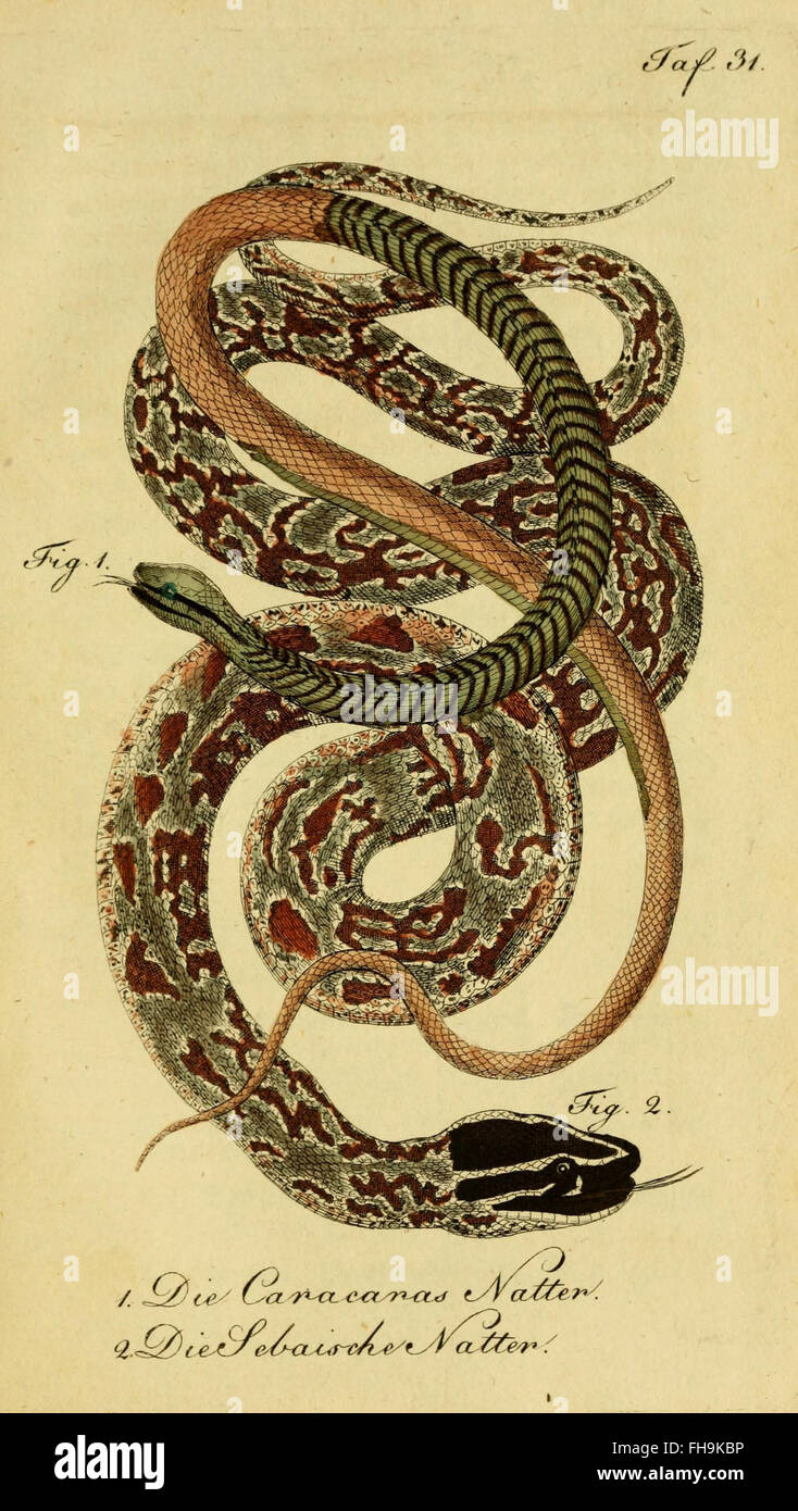 amphibians, reptiles, natural history, scientific literature, 18th ...