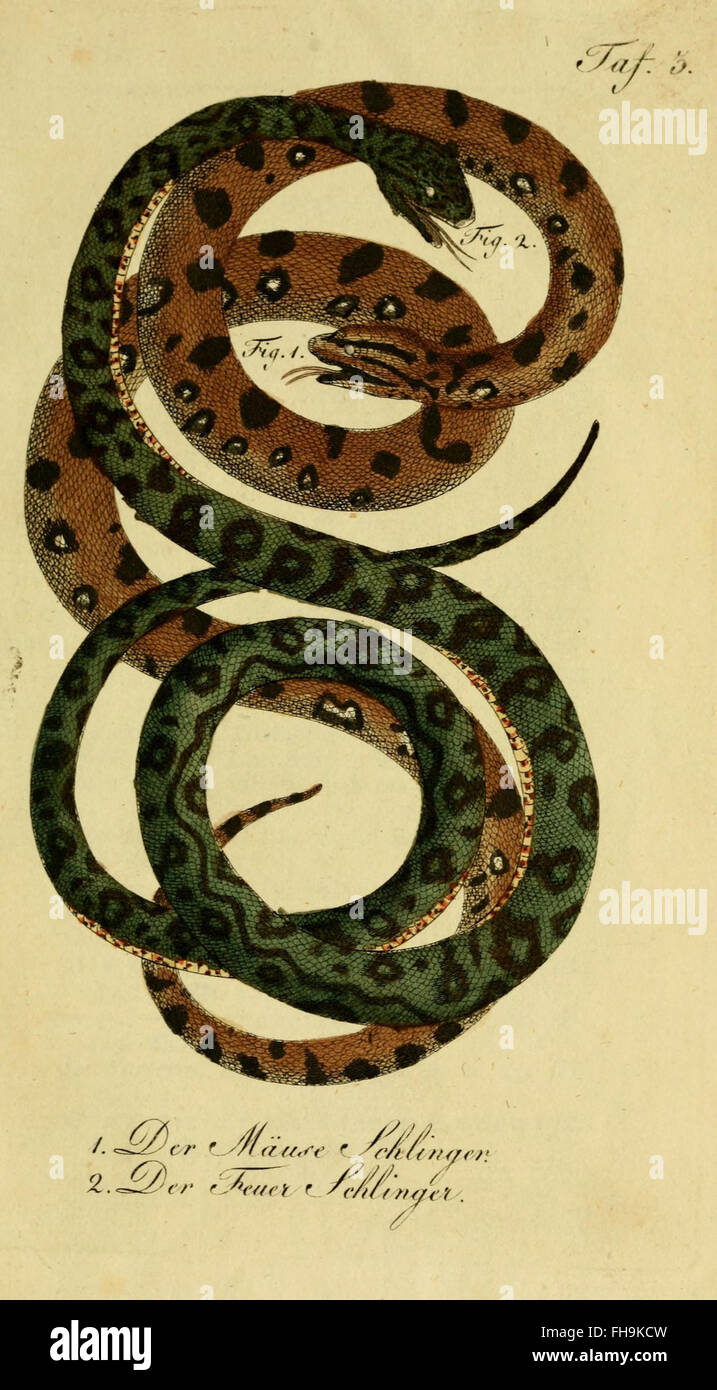 A detailed natural history of amphibians, reptiles, and four-legged ...