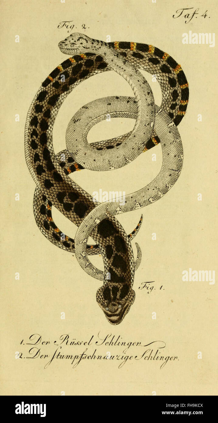 A natural history of amphibians and reptiles, including four-legged ...