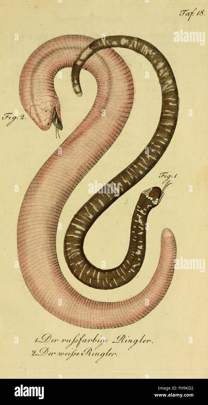 A foundational work on amphibians and reptiles, detailing the natural ...