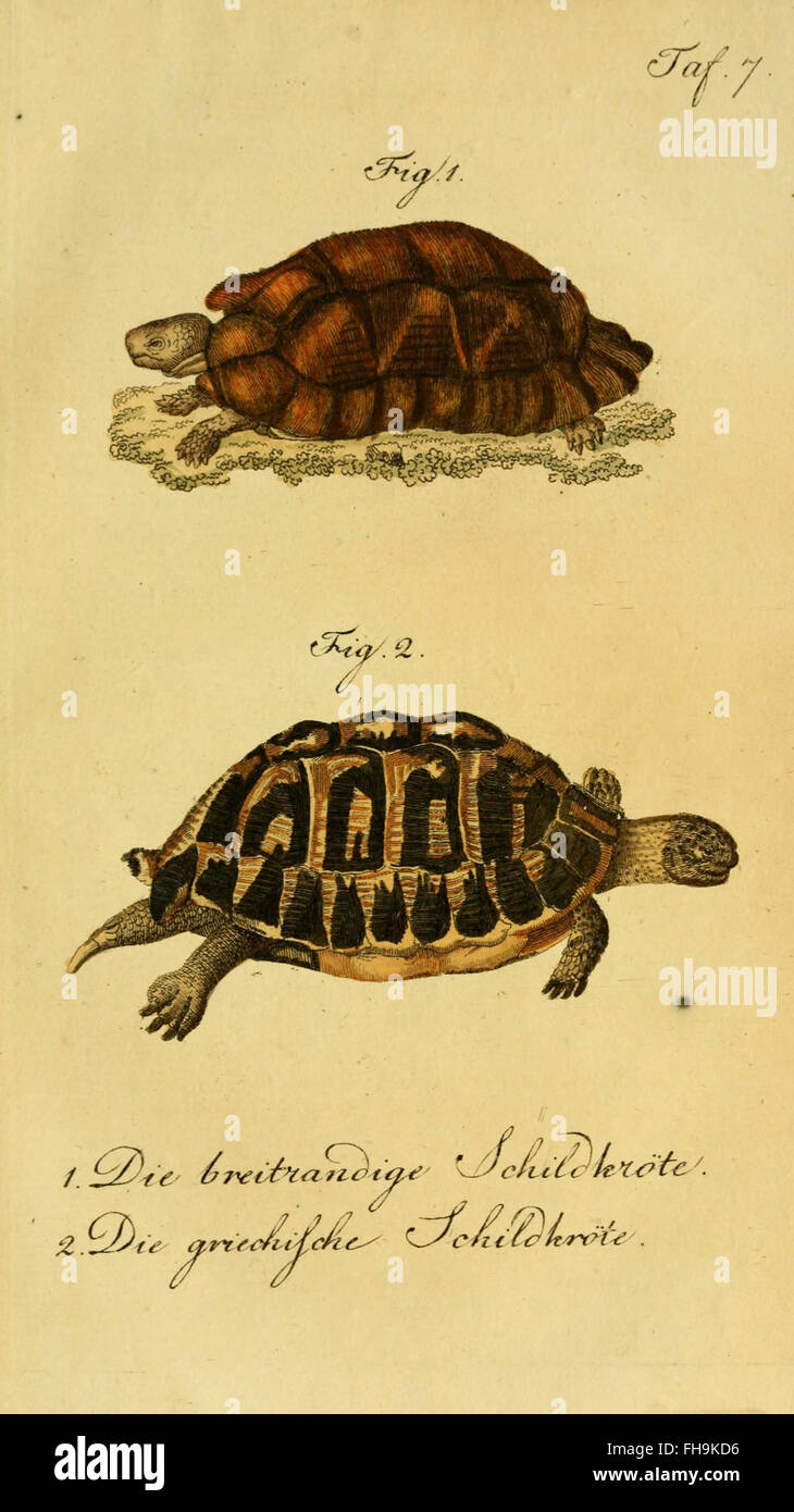 A detailed work on the natural history of amphibians, quadrupedal ...