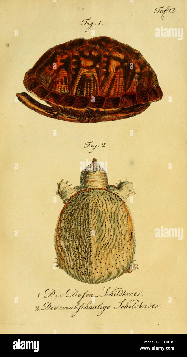 A historical work on amphibians and reptiles, specifically four-legged ...