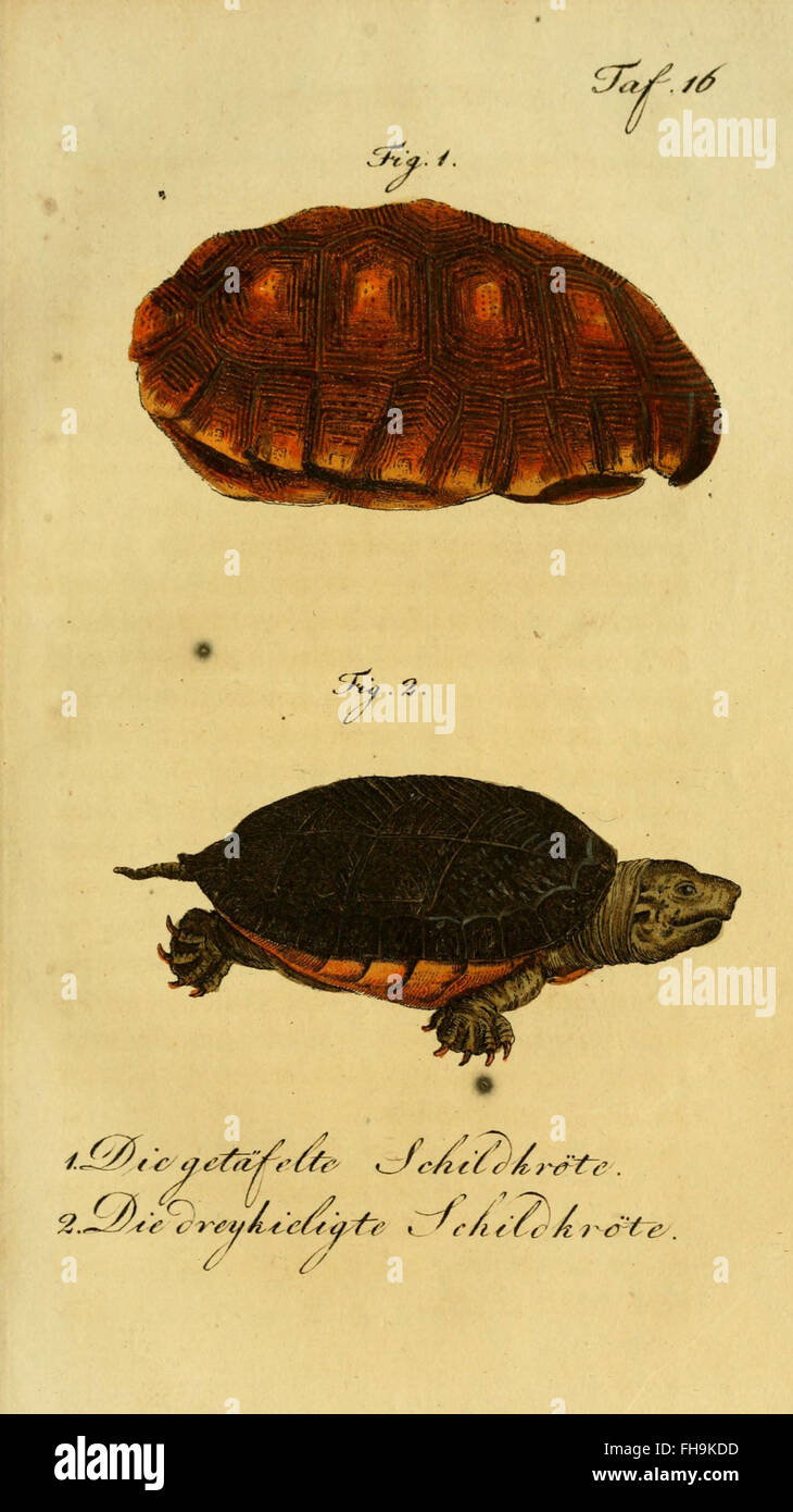 Natural history of amphibians, four-legged animals, and snakes by Herrn ...