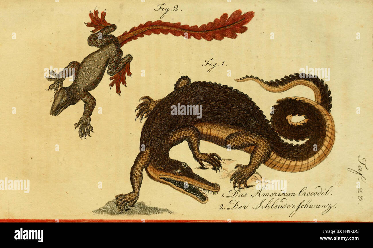 oder der enerlegenden vierfussigen Thiere und der Schlangen Stock Photo ...