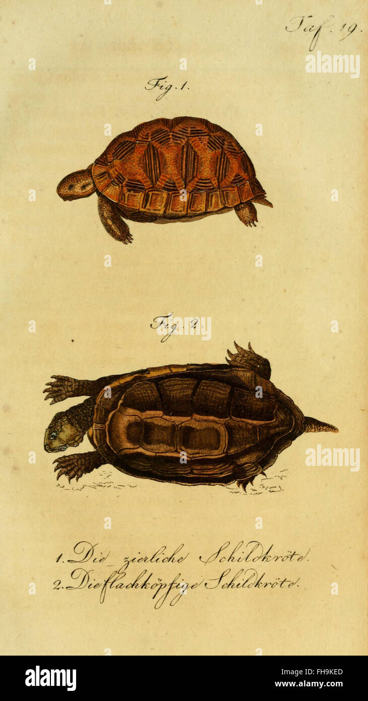 A historical work on amphibians, four-legged animals, and snakes ...