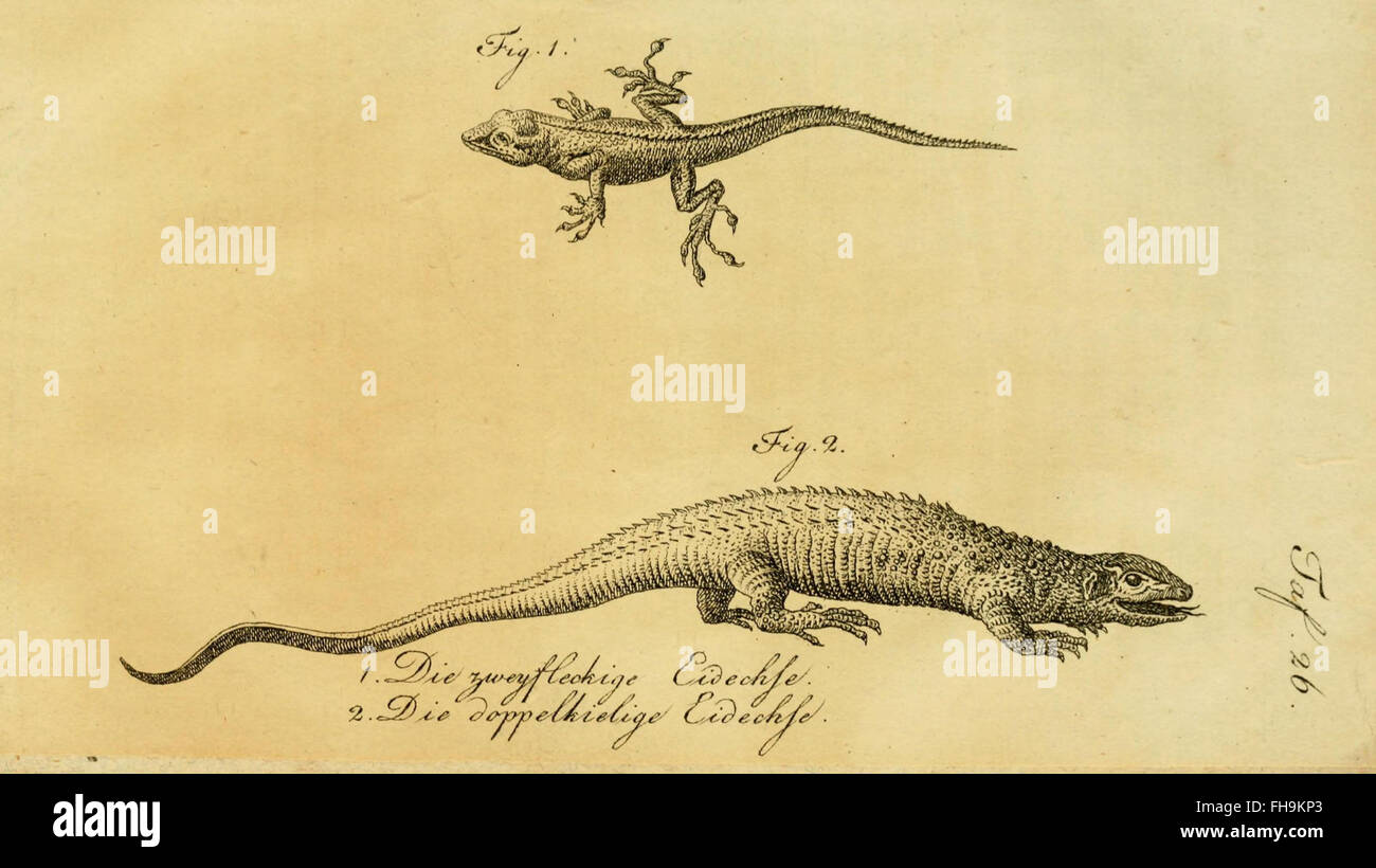 Diversity of amphibian anatomy hi-res stock photography and images - Alamy