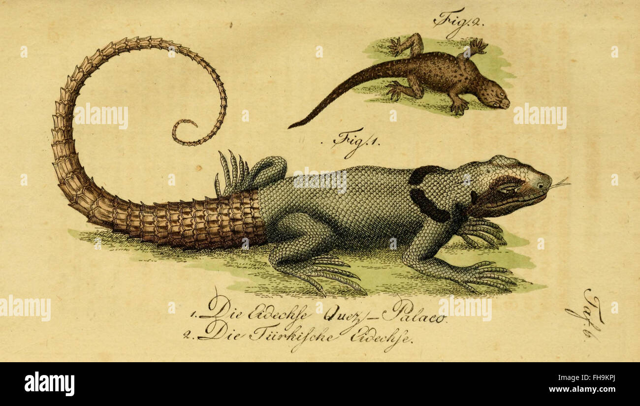 Four reptiles hi-res stock photography and images - Alamy