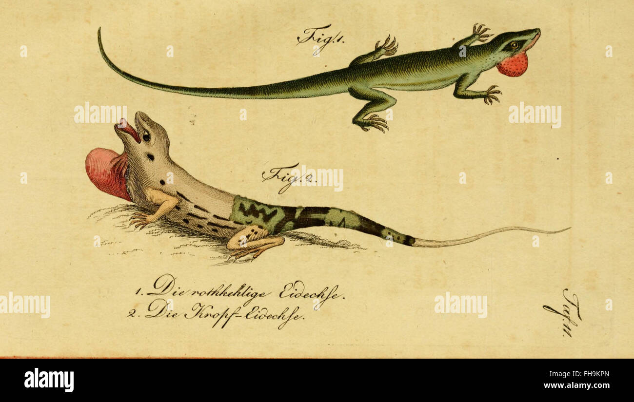 A detailed study on the natural history of amphibians, four-footed ...