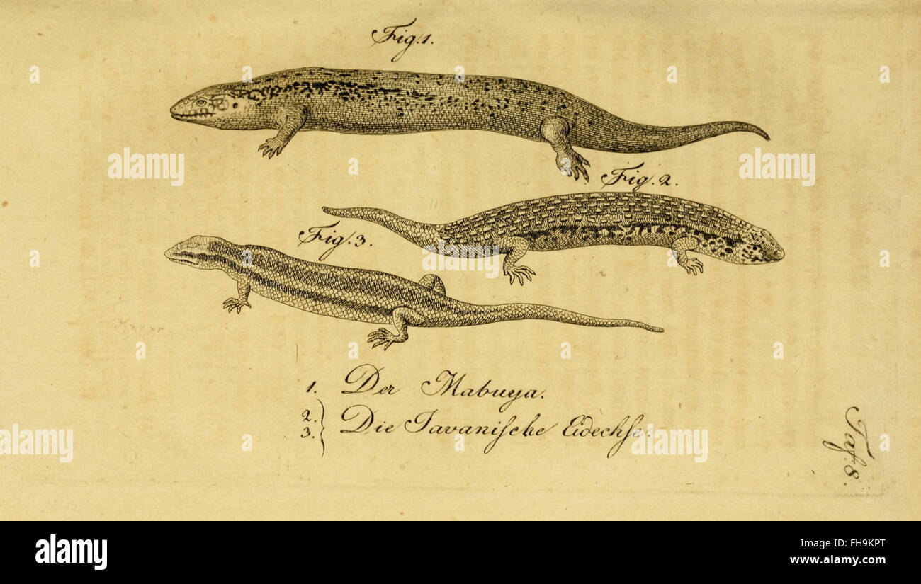 Natural history of amphibians, quadruped animals, and snakes, by Herrn ...