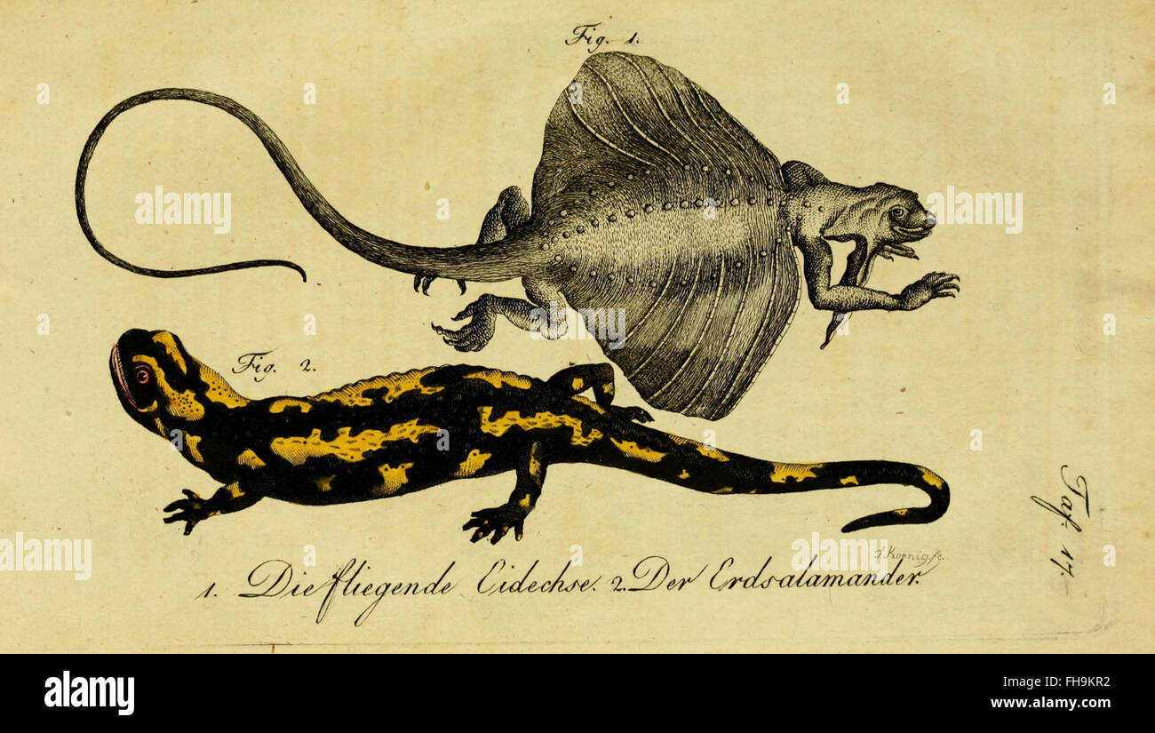 A detailed study of amphibians, reptiles, and serpents, including their ...