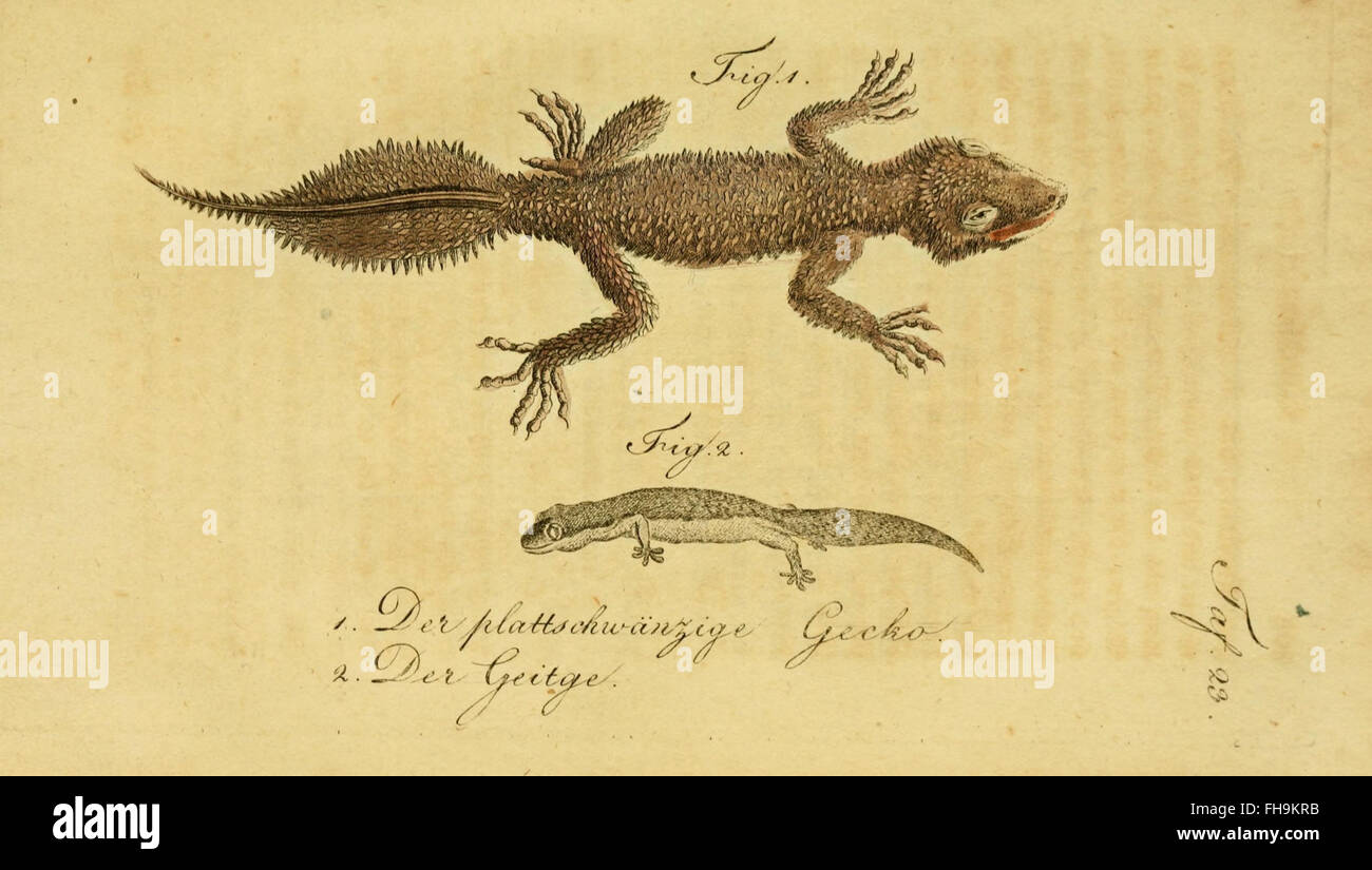 A detailed natural history of amphibians, reptiles, and four-legged ...