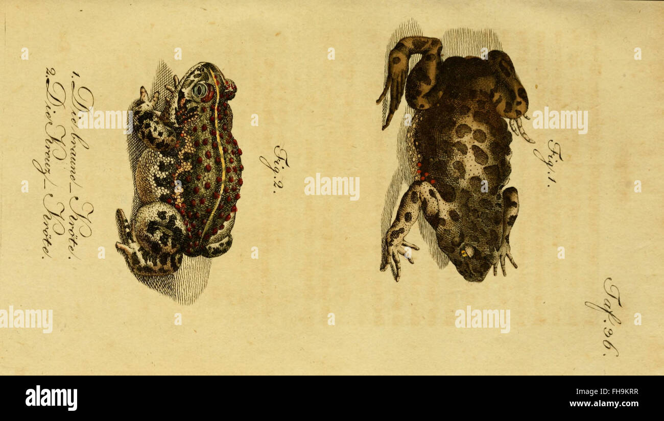 A comprehensive 18th-century natural history study of amphibians and ...