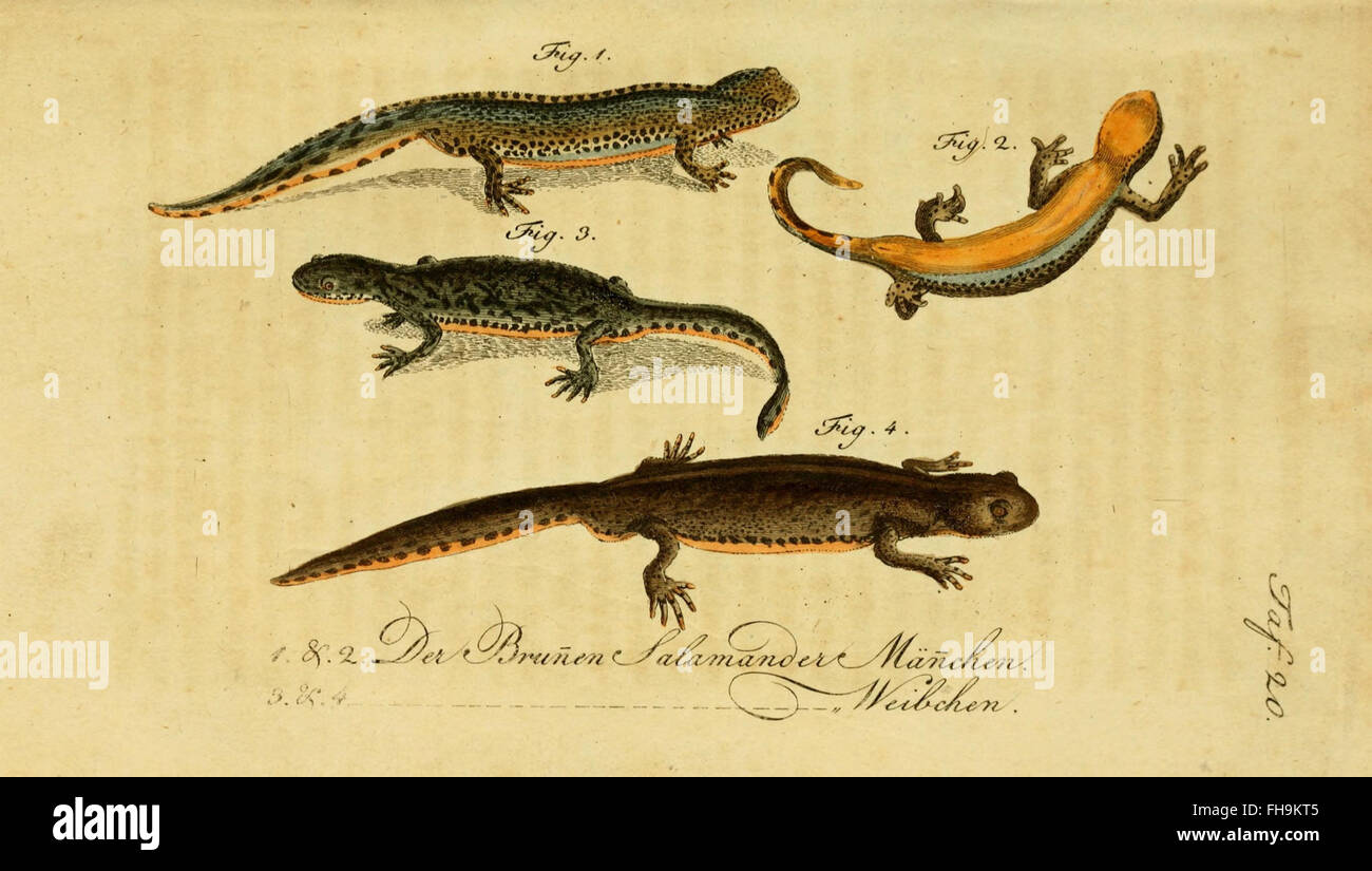 A natural history of amphibians, four-footed animals, and snakes by ...
