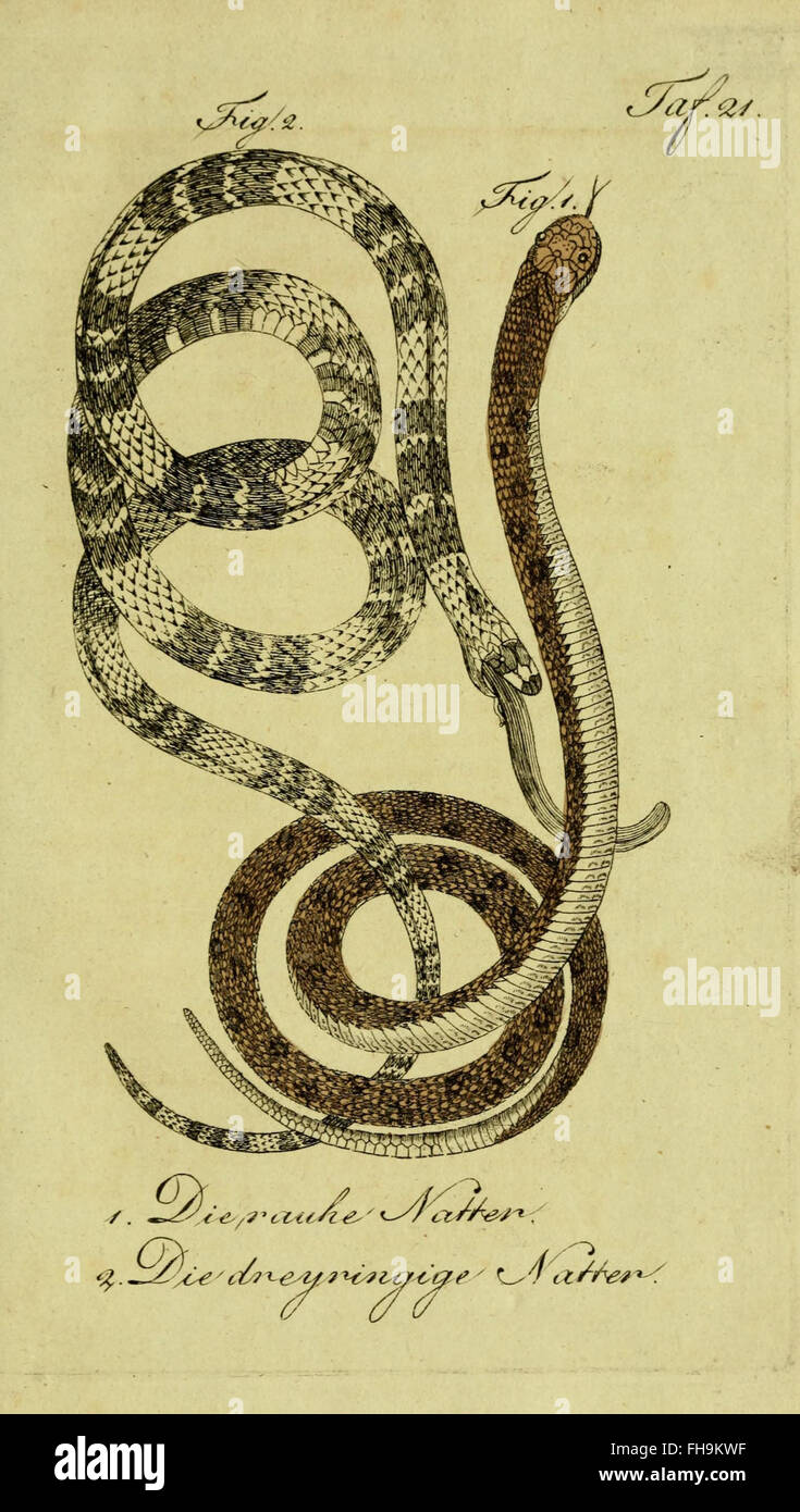 A comprehensive 18th-century natural history study of amphibians and ...