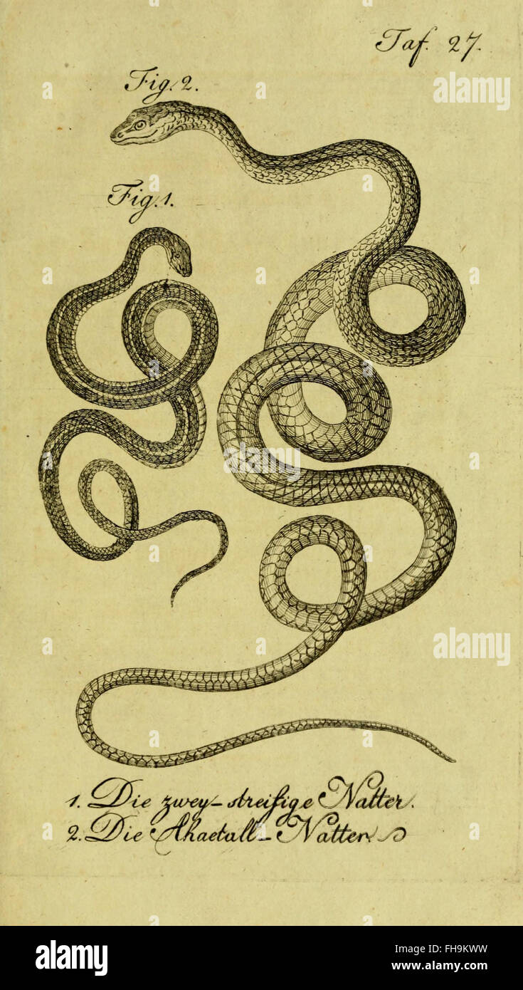 Natural history of amphibians, reptiles, and four-legged animals ...