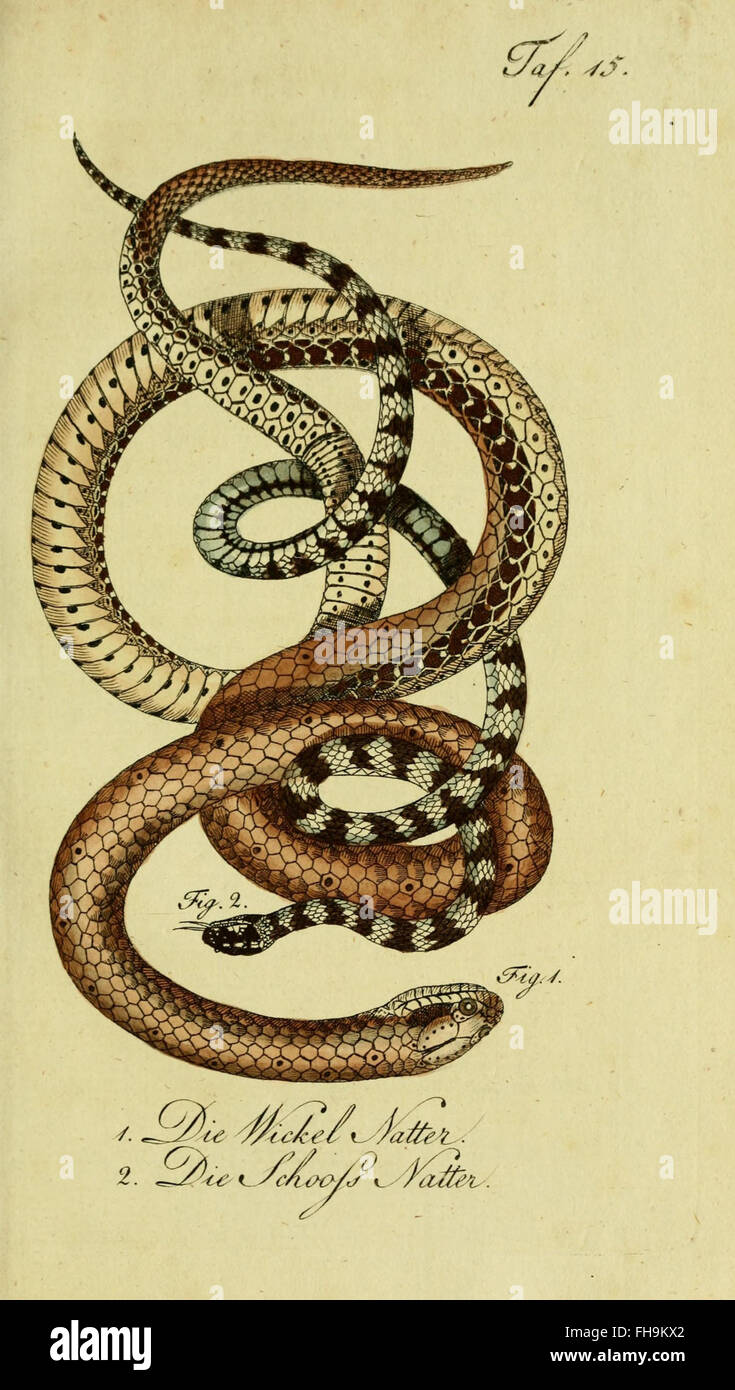A historical study of amphibians and reptiles, detailing four-legged ...