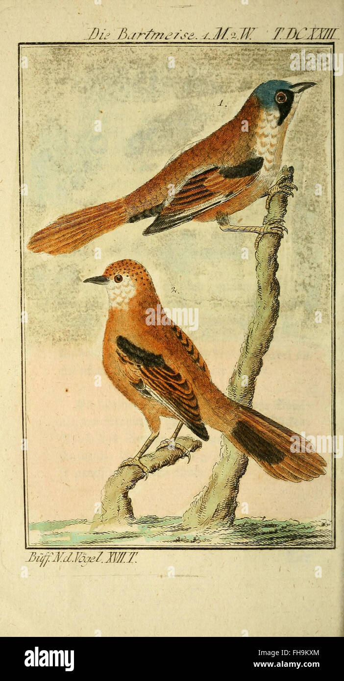 A comprehensive work by Buffon on the natural history of birds ...