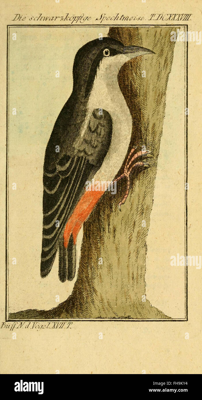 Buffon's Natural History of Birds, an important work on bird ...