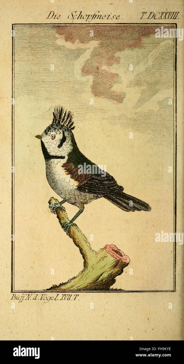 A historical work by Buffon on the natural history and classification ...