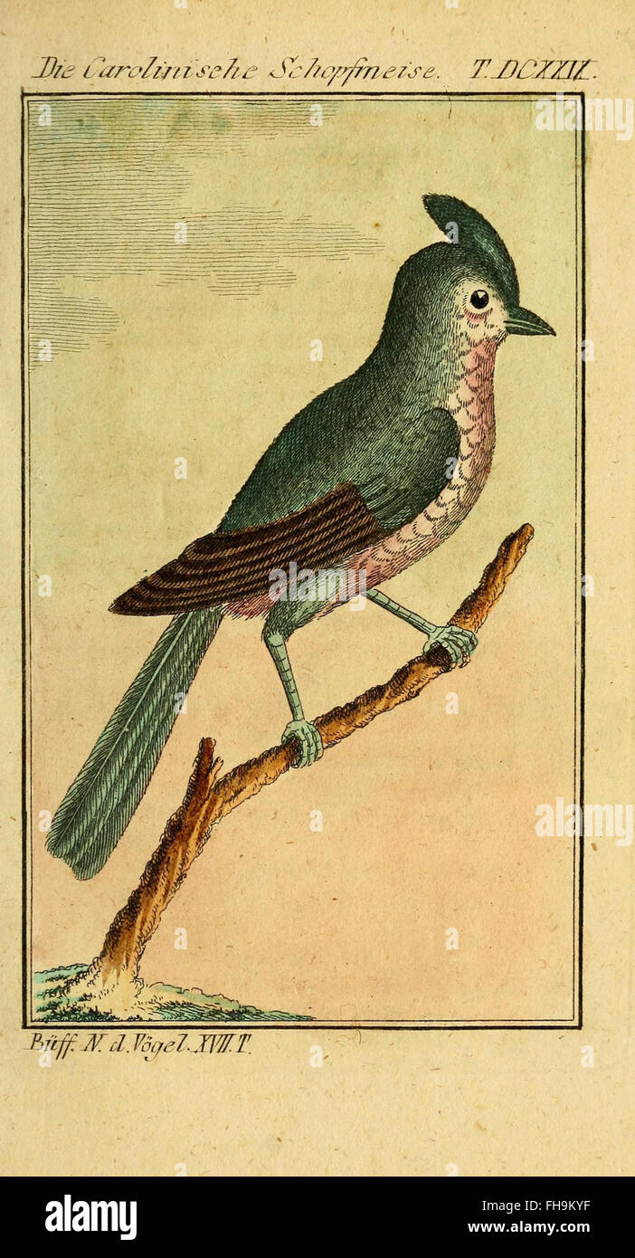 An important work by Buffon on the natural history of birds, focusing ...