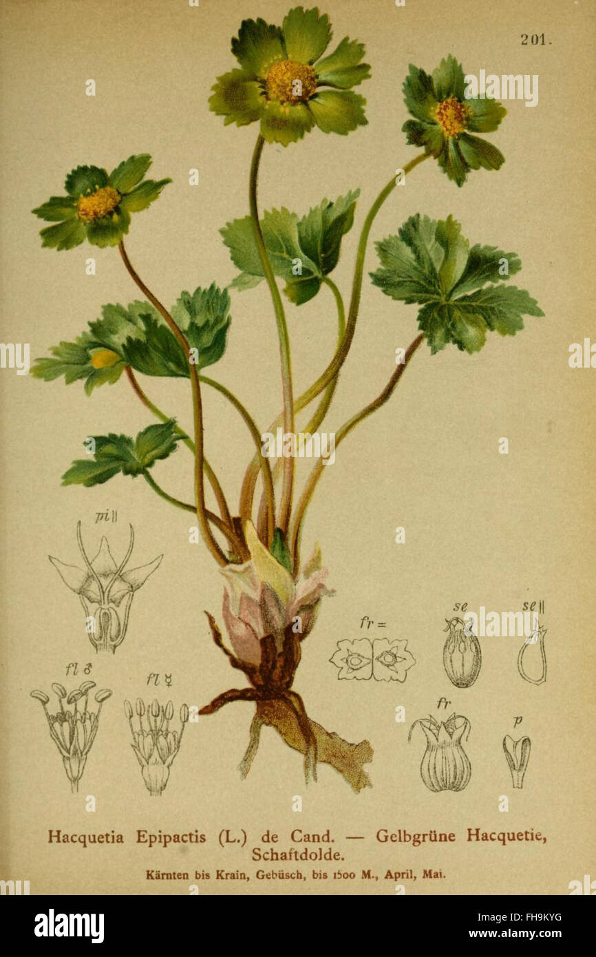 An atlas of alpine flora showcasing plant species native to the Alps ...