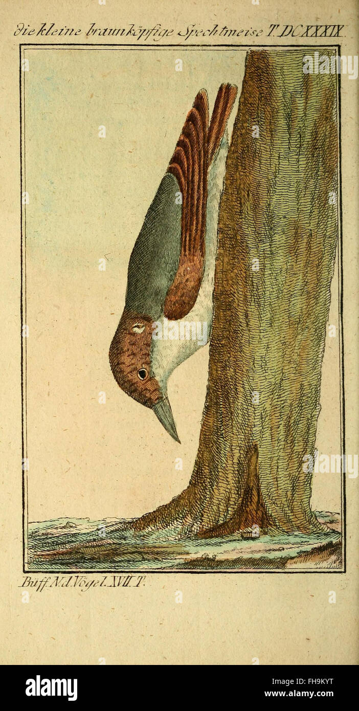 A comprehensive study of birds by Count Buffon, detailing their natural ...