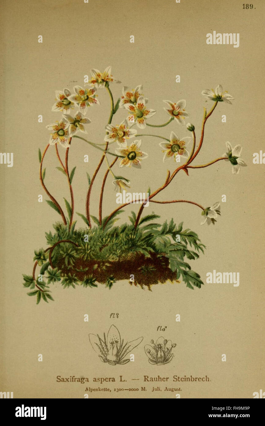 A botanical atlas detailing the flora of the Alps, housed in the Mertz ...