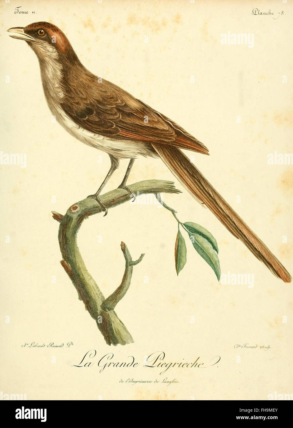 A work detailing the natural history of African birds, exploring ...