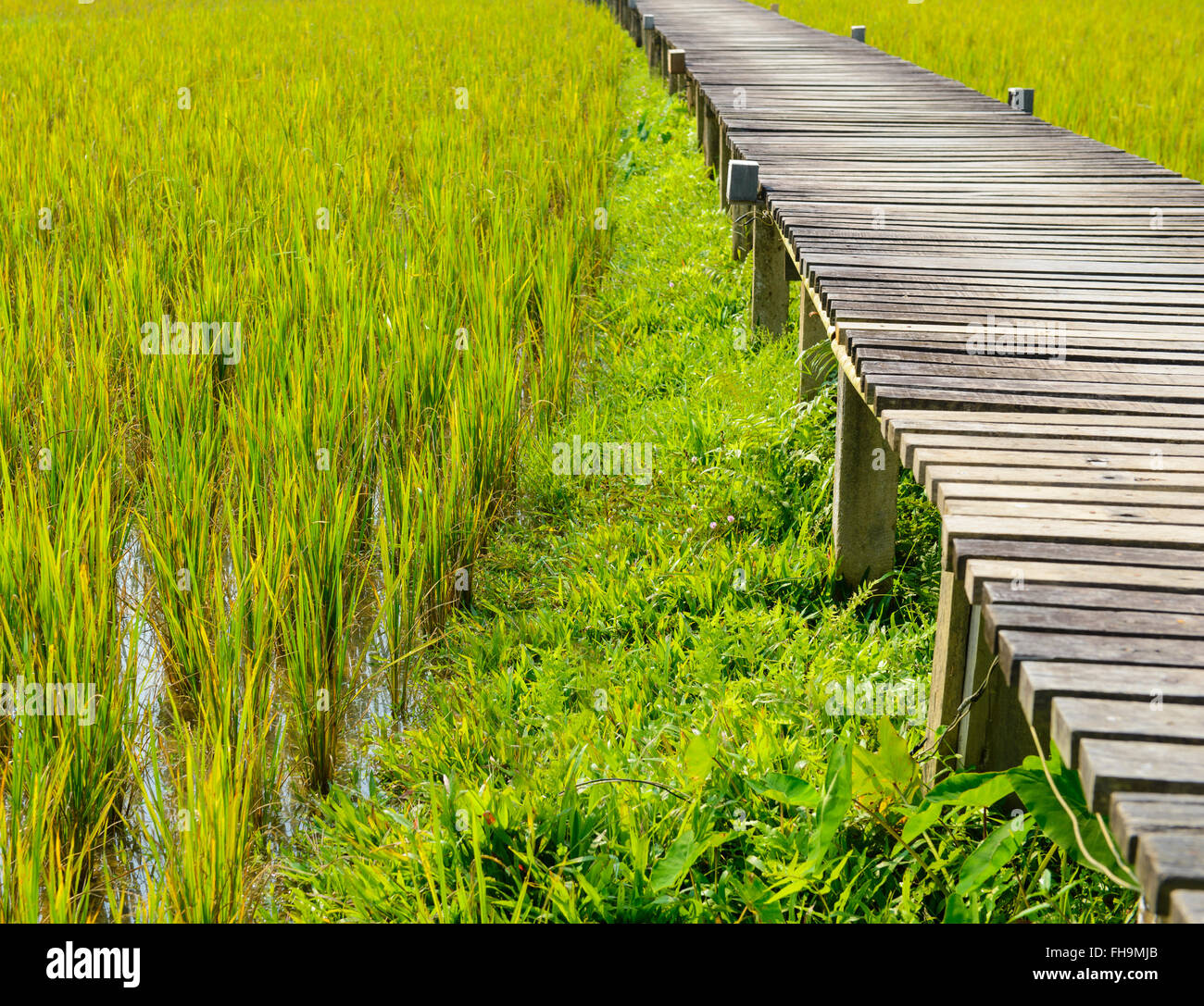 Rice filed hi-res stock photography and images - Alamy