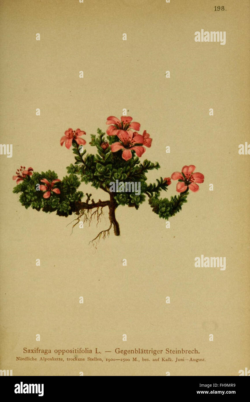 Alps, Atlases, Mertz Library, The New York Botanical Garden, Mountain ...