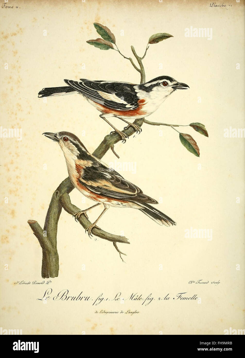 A natural history study of African birds, covering species, behaviors ...