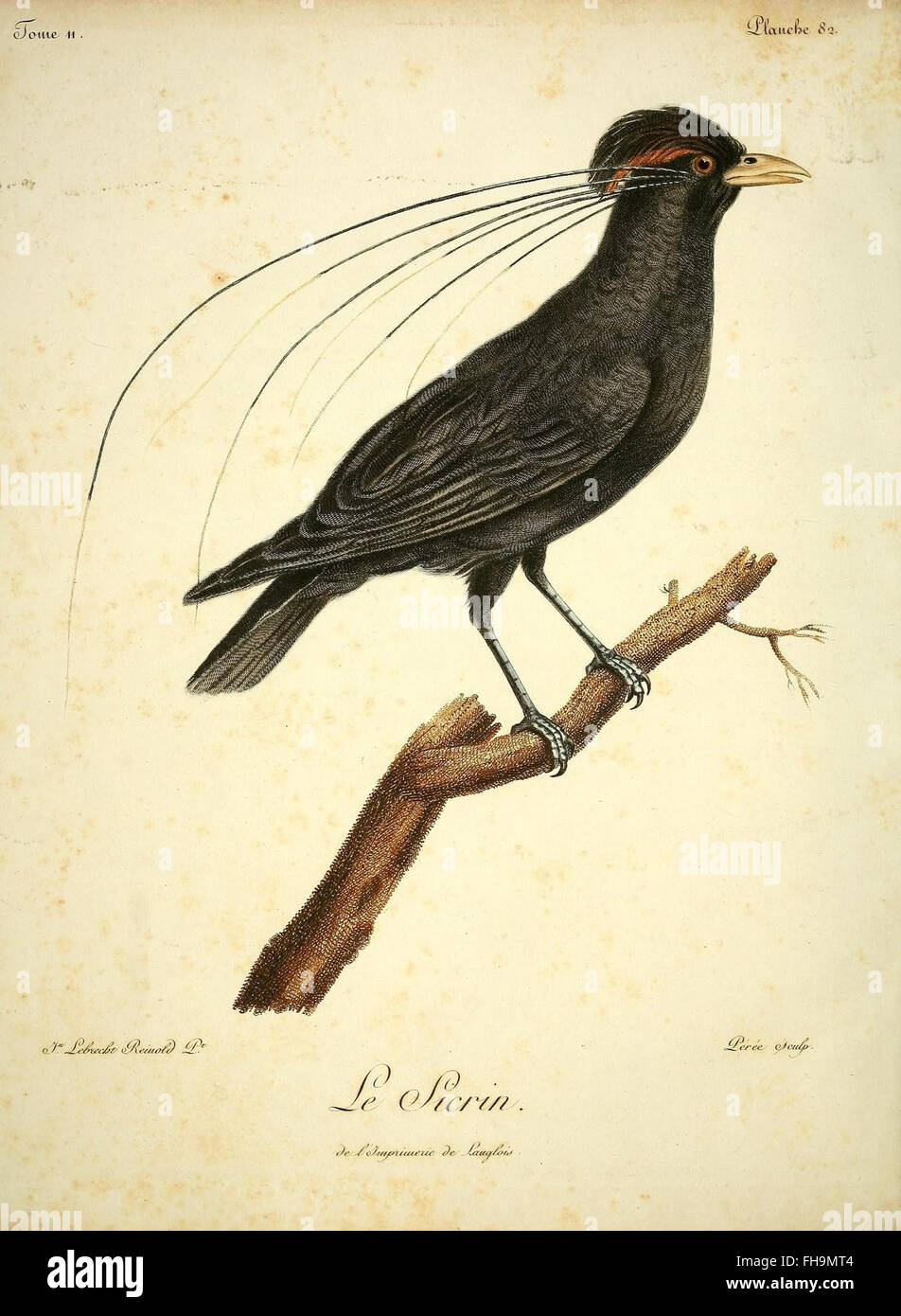 A natural history of African birds, exploring the diverse avian species ...