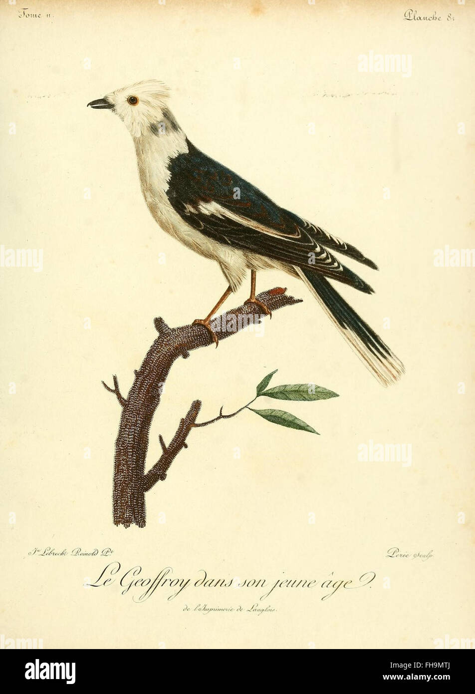 A comprehensive study of African bird species, detailing their habitats ...