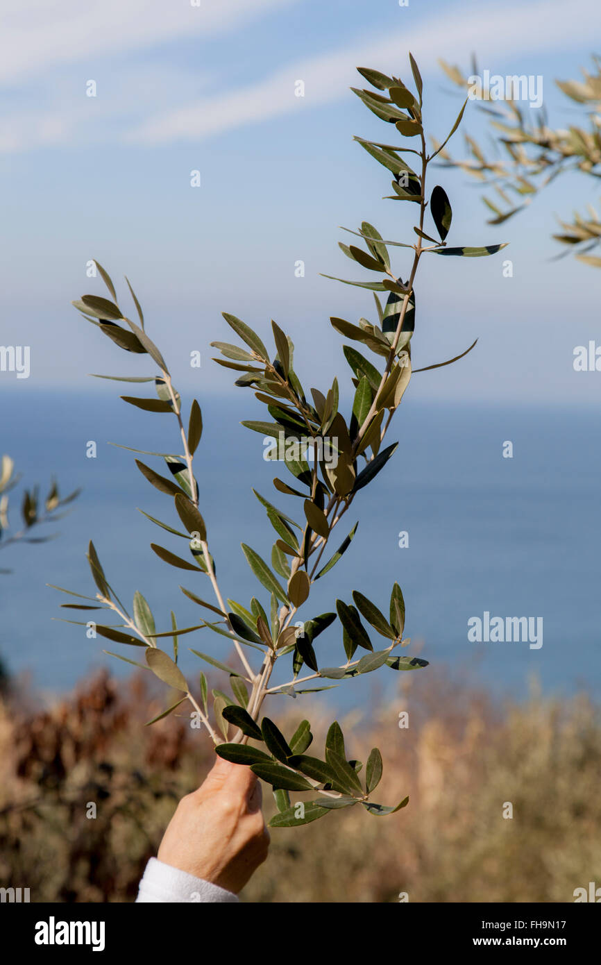 Hand showing olive branch, as peace symbol and for using in traditional ...