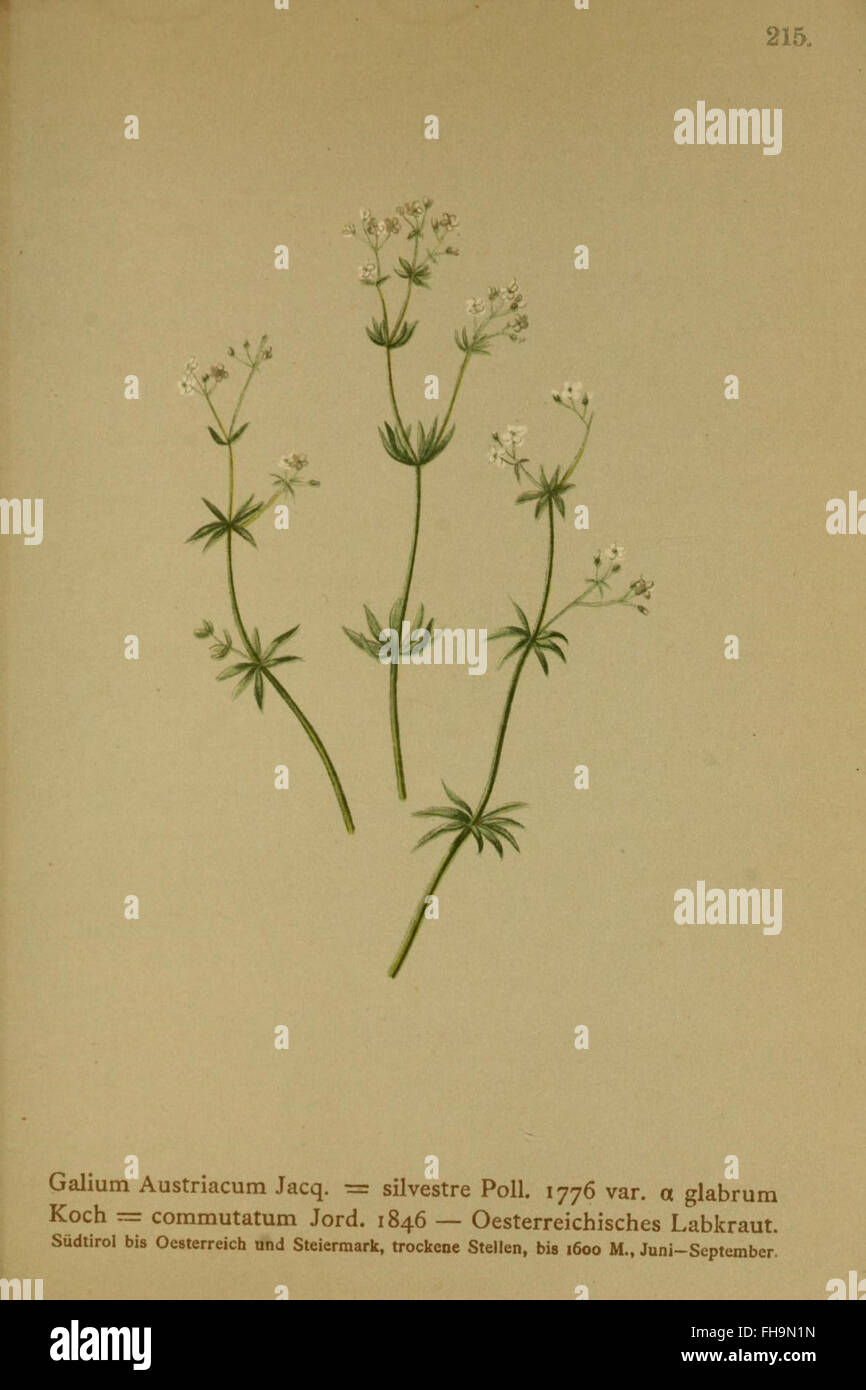 Botanical atlas detailing the flora of the Alps, featuring high ...