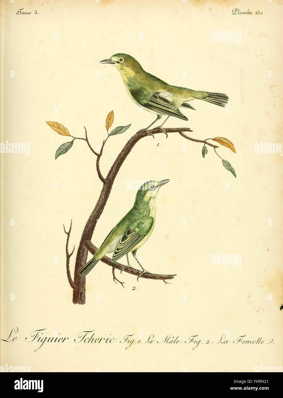 A natural history of African birds, cataloged by the Smithsonian ...