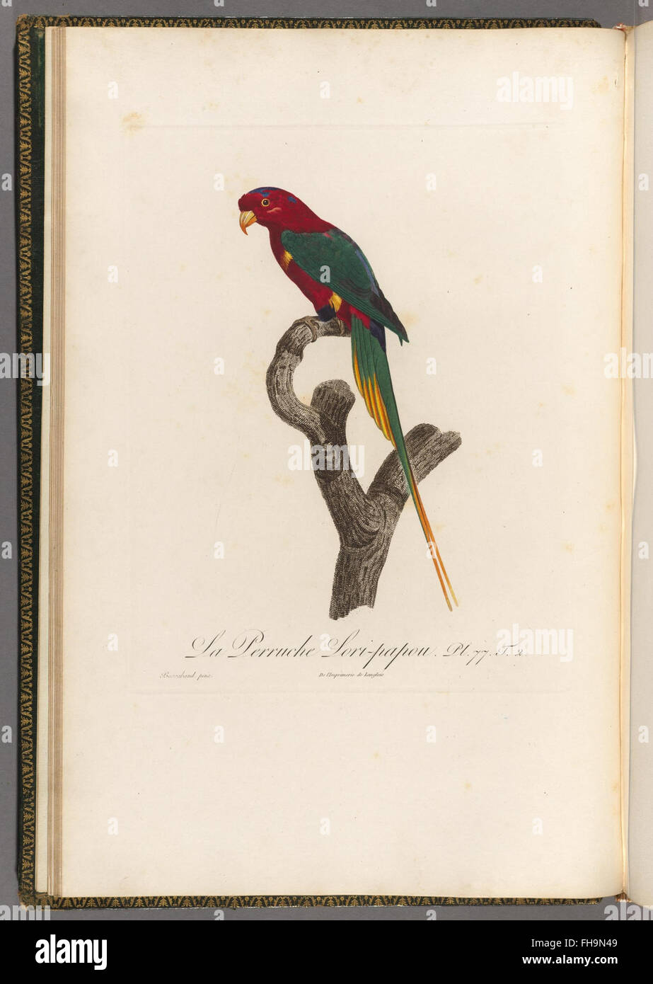 A detailed natural history of parrots, exploring their behavior ...