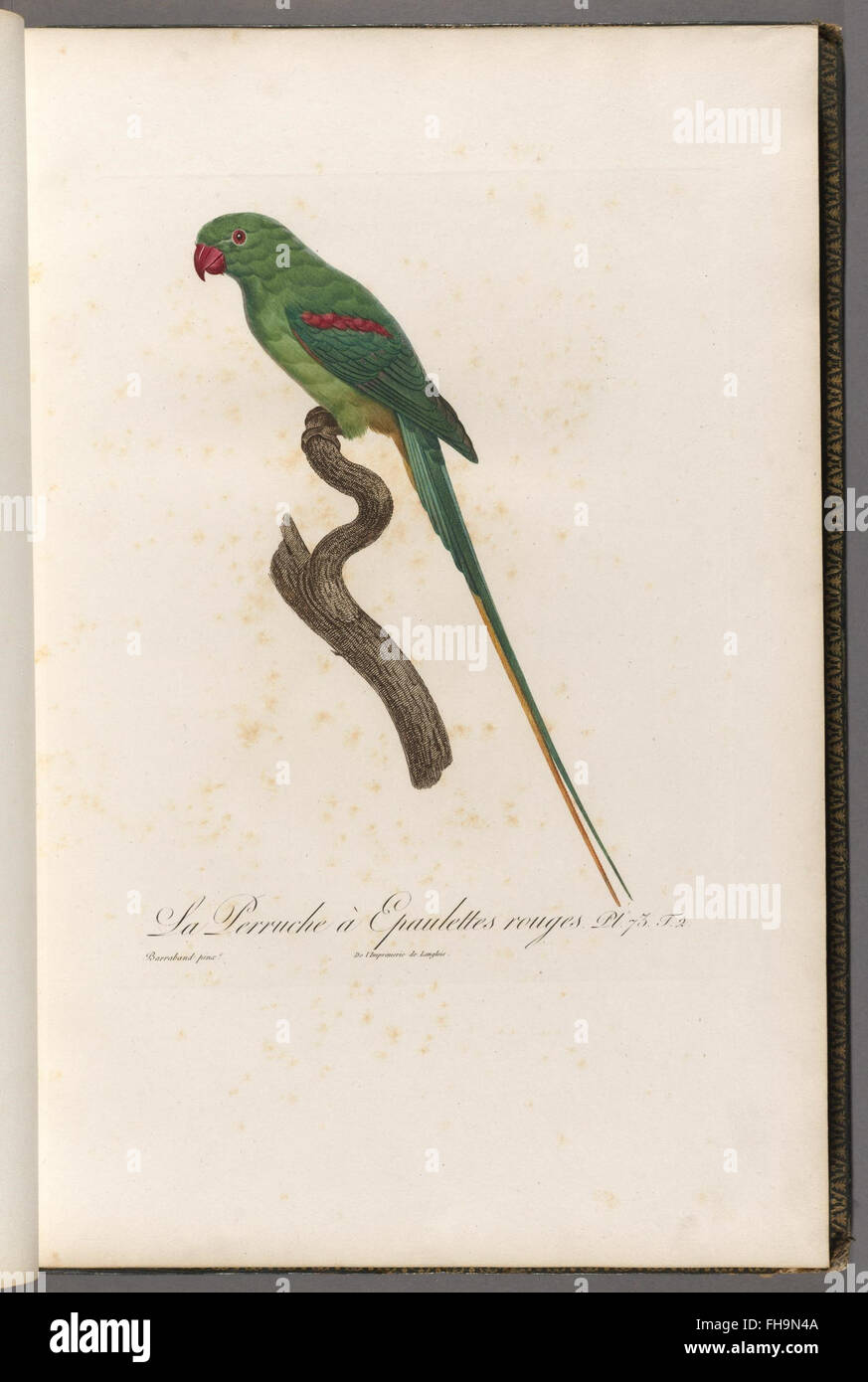 A French work on the natural history of parrots, detailing their ...