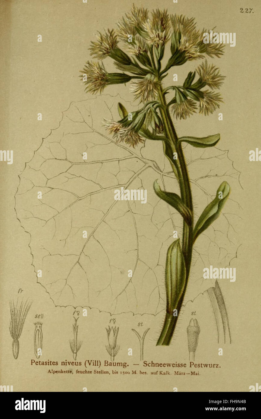 Atlas of Alpine Flora, a detailed guide to the mountain plants of the ...