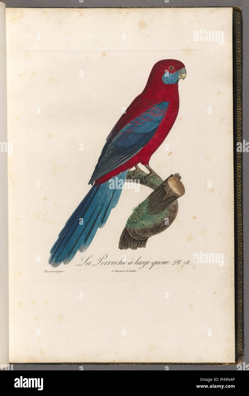 Natural History of Parrots Stock Photo - Alamy