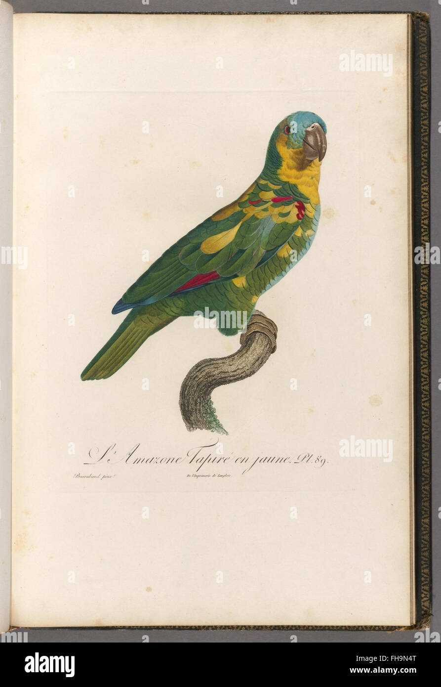 A natural history study of parrots, exploring their biology, behavior ...