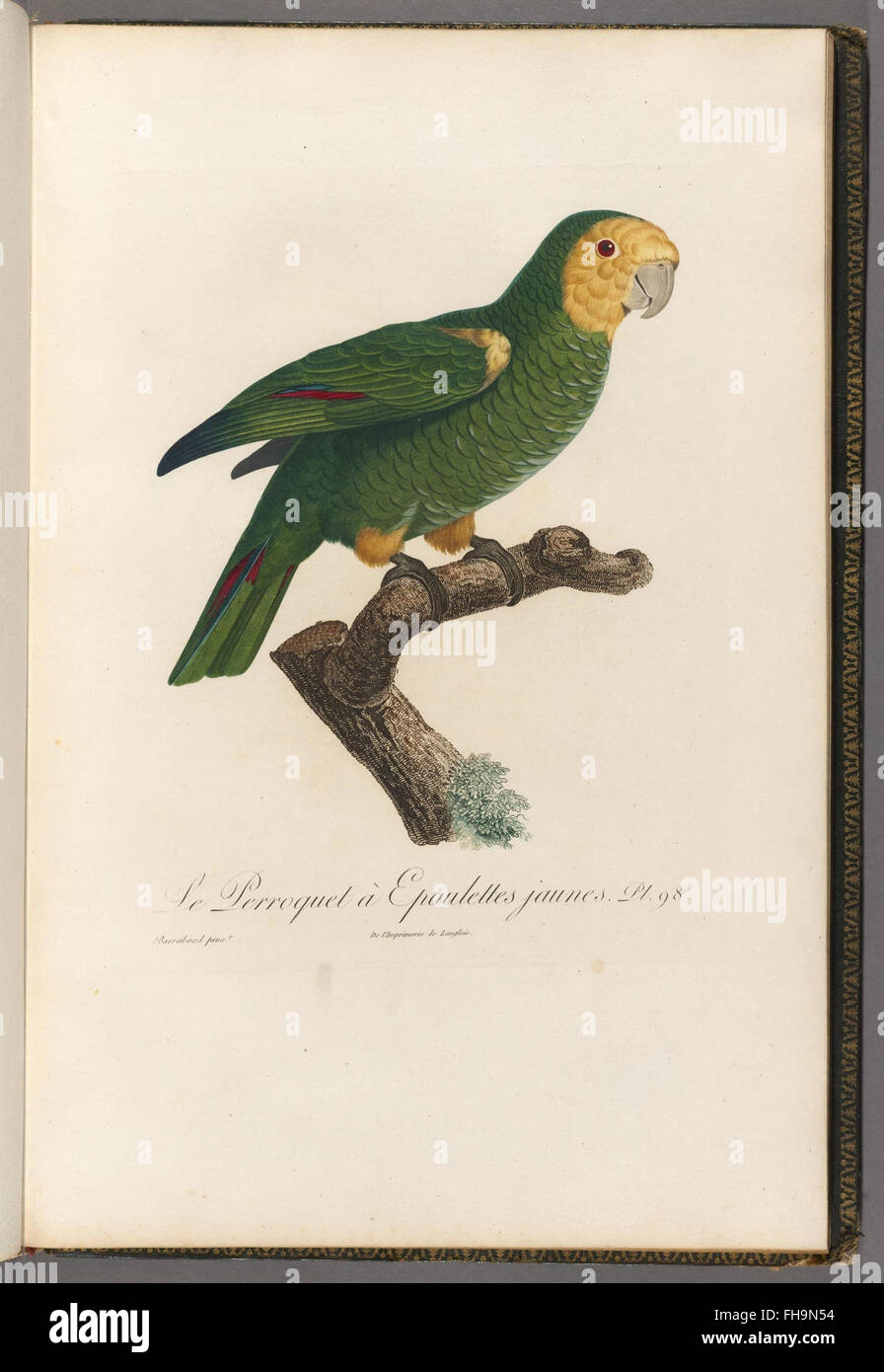 Natural History of Parrots, a comprehensive study of parrot species ...