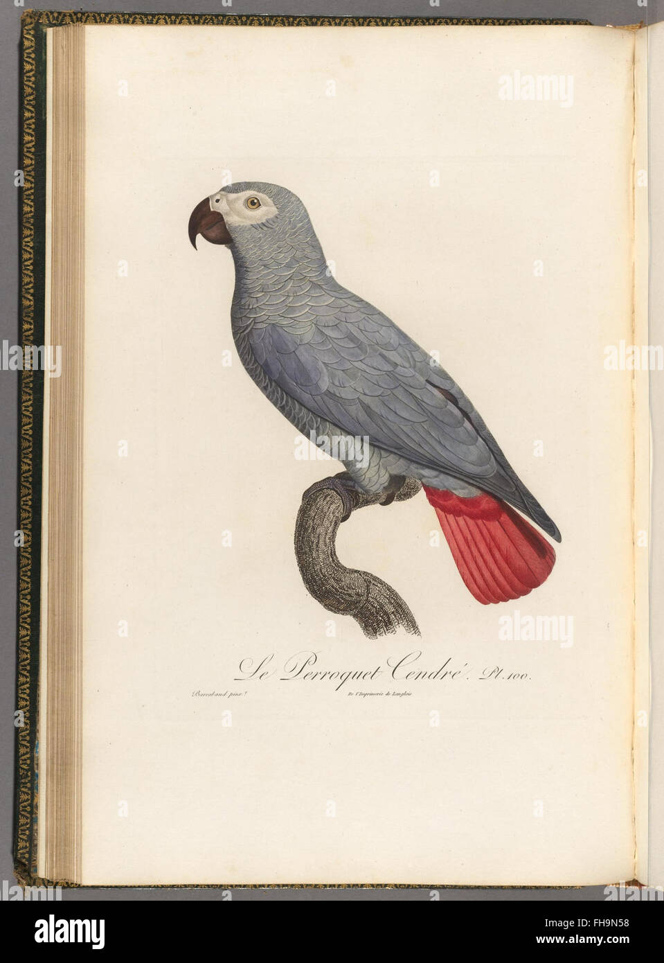 A French natural history work on parrots, documenting various species ...