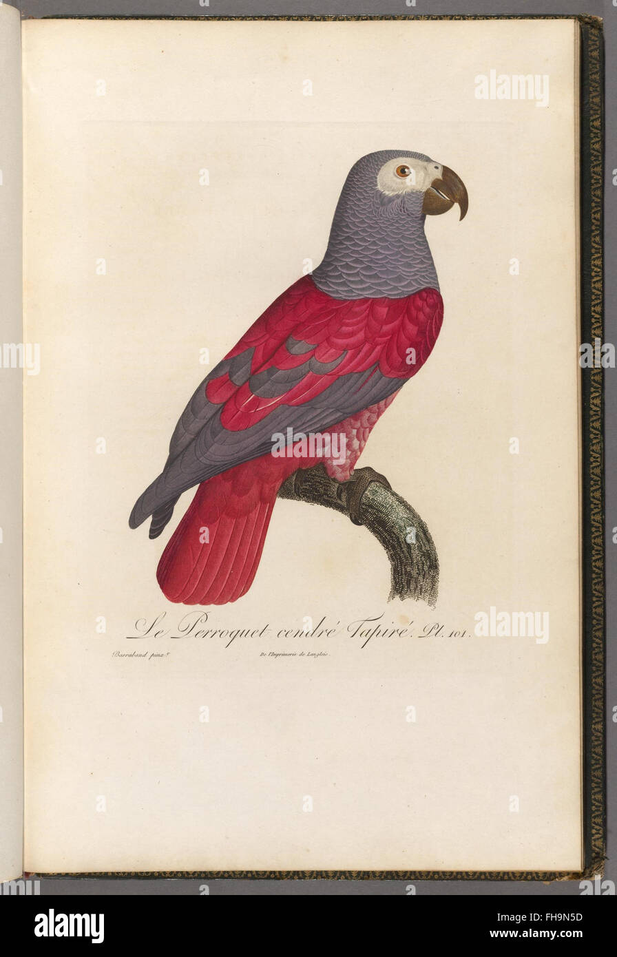 A natural history work focusing on parrots, providing detailed ...