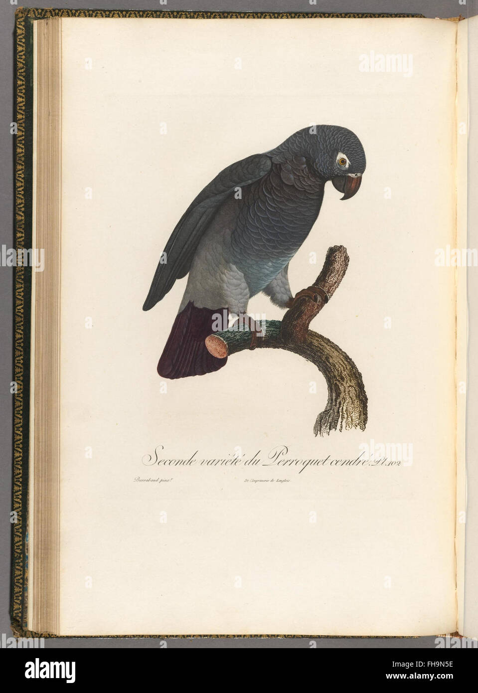 Histoire Naturelle des Perroquets, a comprehensive study of parrots ...